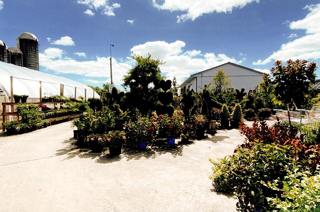 Your Destination for Statement Plants and Free Site Designs