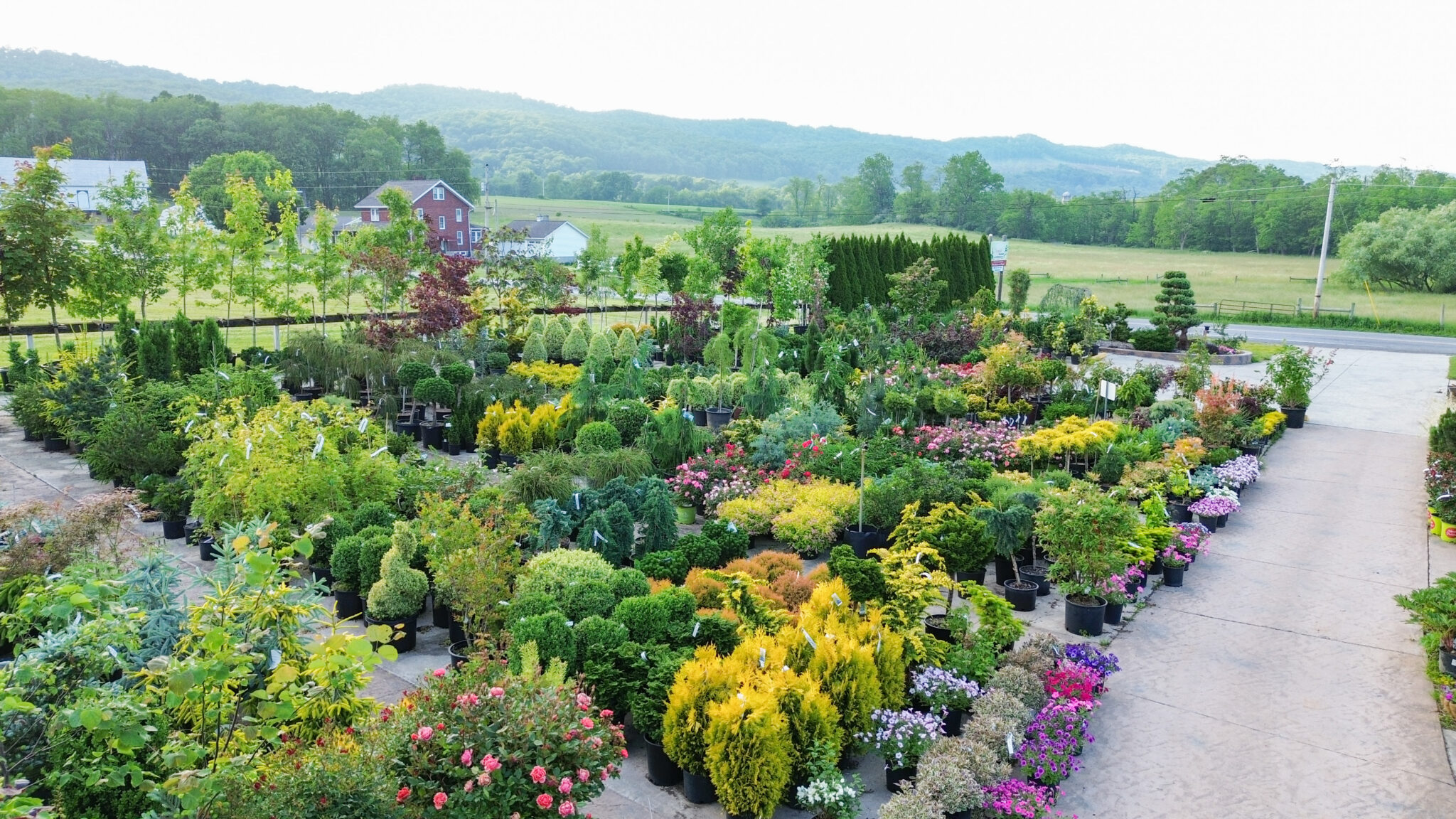 Find Your Rare Specialty Plant at Bloomfield Nursery